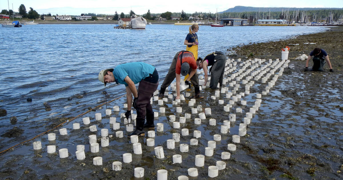 Public input sought on proposed geoduck farm in Burley Lagoon - Gig ...