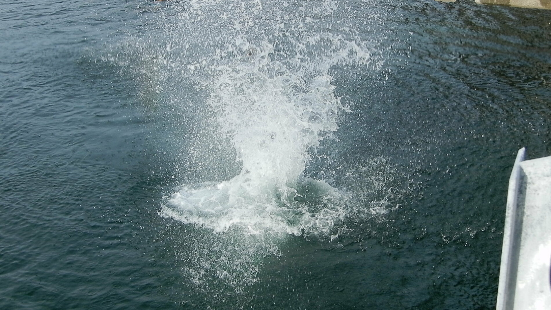 Dozens welcome in new year with plunge into Olalla Bay - Gig Harbor Now ...