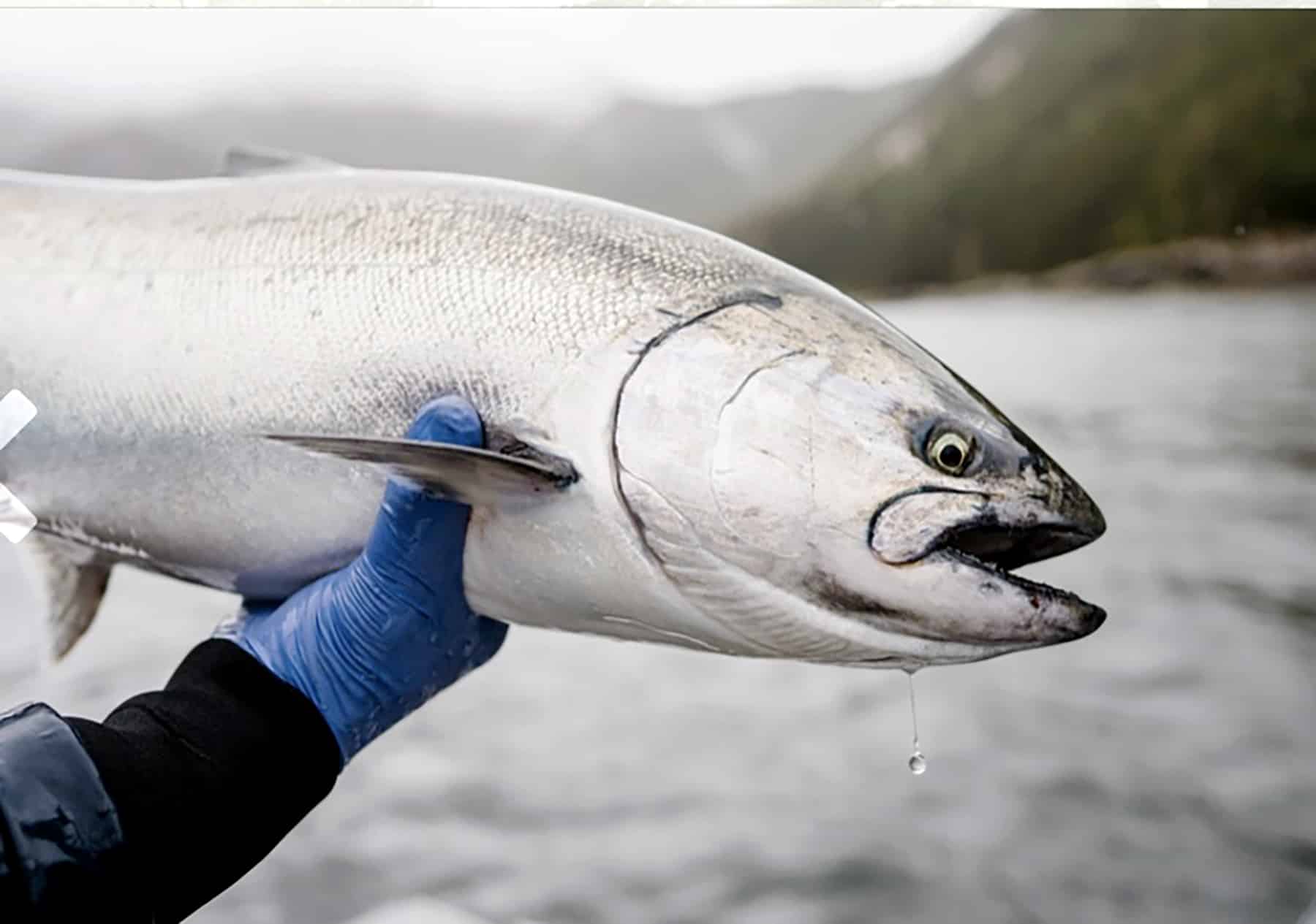 Gig Harbor's Rob Endlsey helps anglers catch their limit - Gig Harbor ...