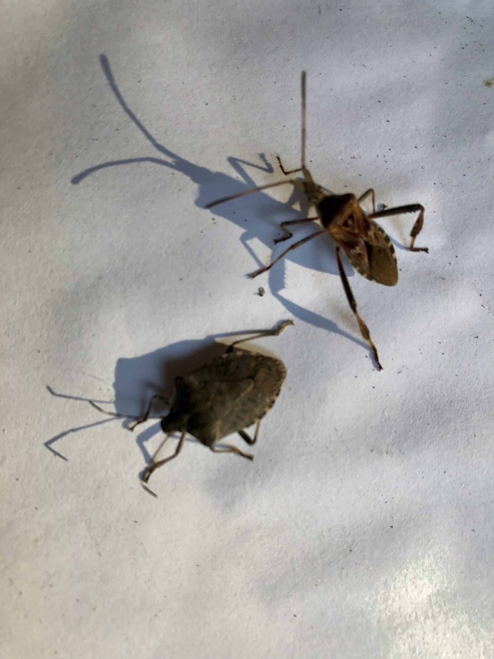 Stink bugs making annual fall foray onto, into homes - Gig Harbor Now ...