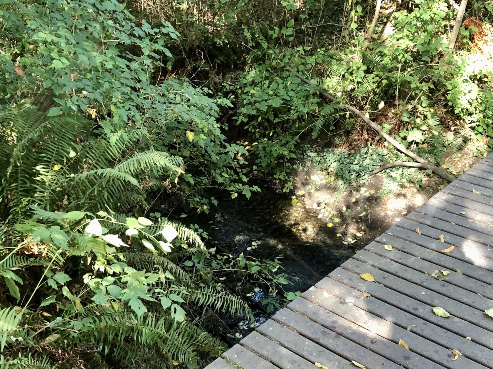Chum coming soon to a stream near you - Gig Harbor Now | A hyperlocal ...