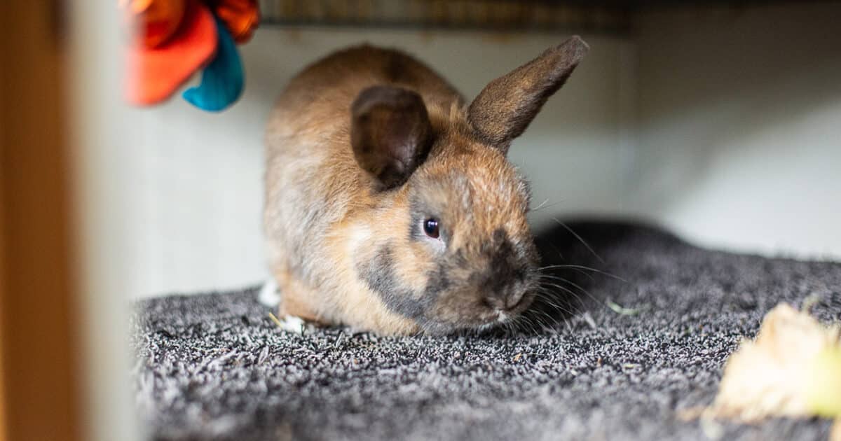 Photo gallery: Rabbit Haven - Gig Harbor Now | A hyperlocal nonprofit ...