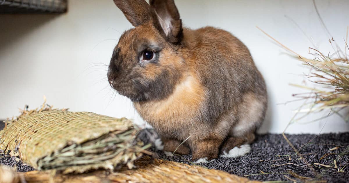 Rabbit Haven hoping (or hopping?) you can help - Gig Harbor Now | A ...