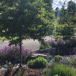 Jennifer Chushcoff: Hidden deserts in our midst - Gig Harbor Now | A ...