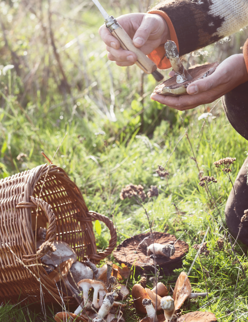 Jennifer Preston: Foraging for the fungus among us - Gig Harbor Now | A ...