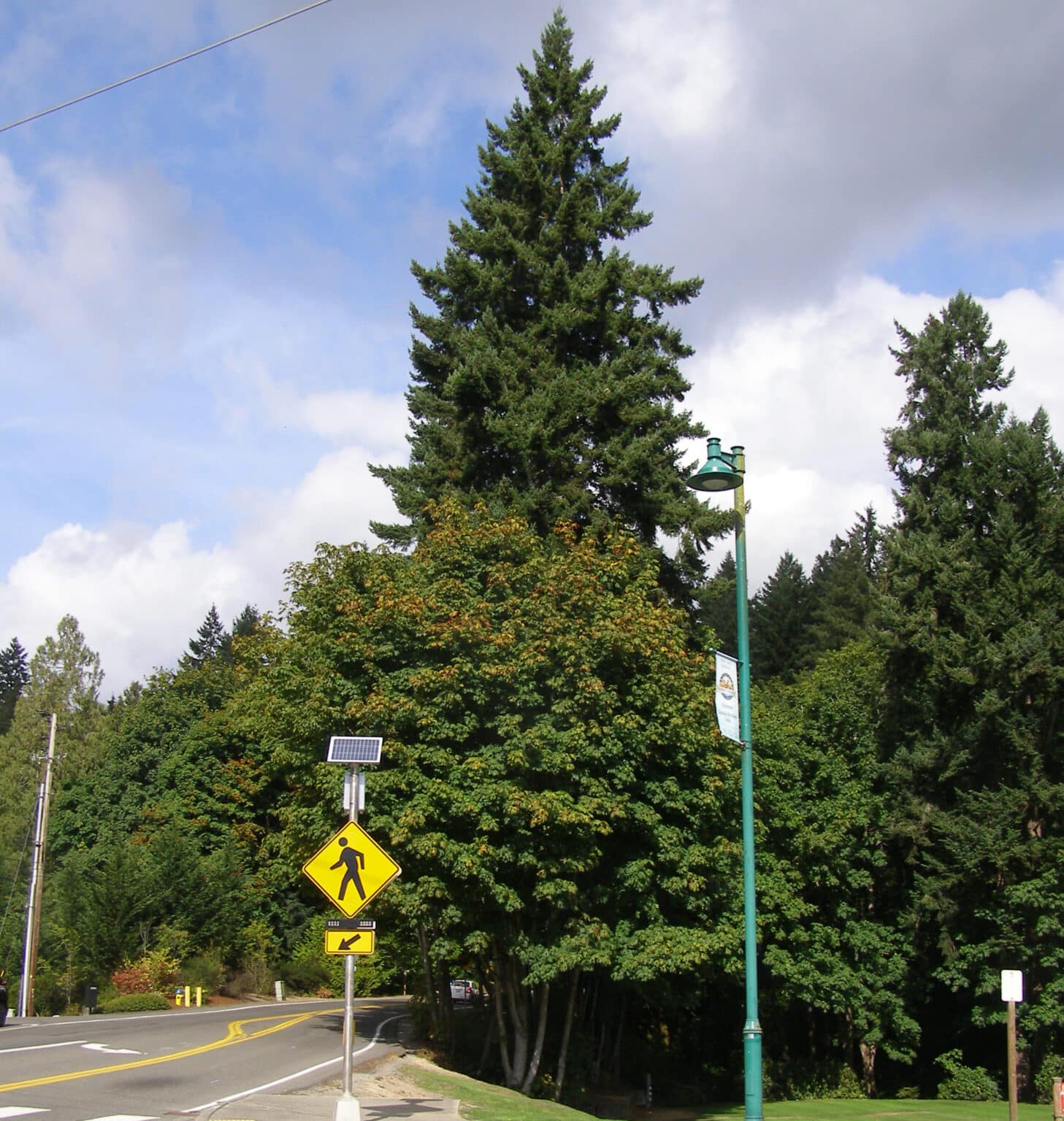 Gig Harbor Now and Then: Donkey Creek Park Douglas fir isn't all that ...