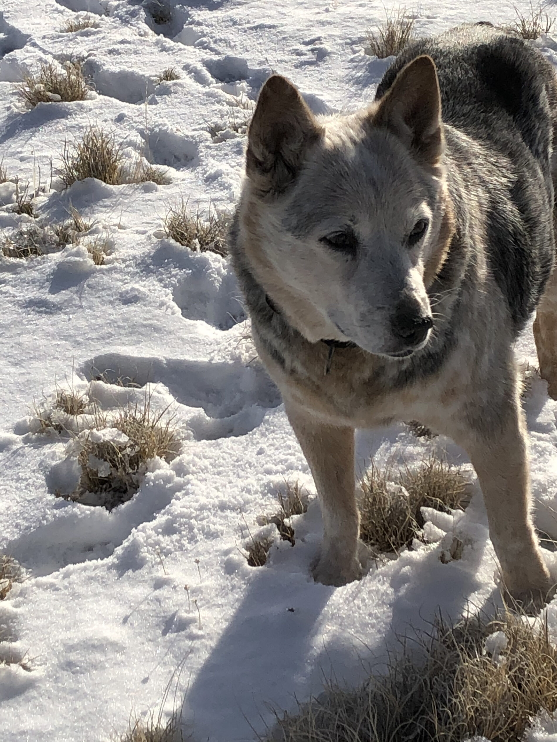 Collar of Hope aims to leave no dog behind - Gig Harbor Now | A ...