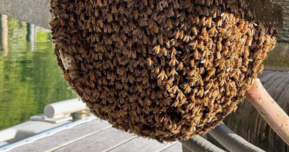 What to do when honey bees swarm - Gig Harbor Now | A hyperlocal ...