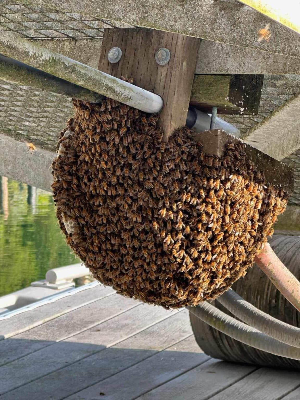 What to do when honey bees swarm - Gig Harbor Now | A hyperlocal ...