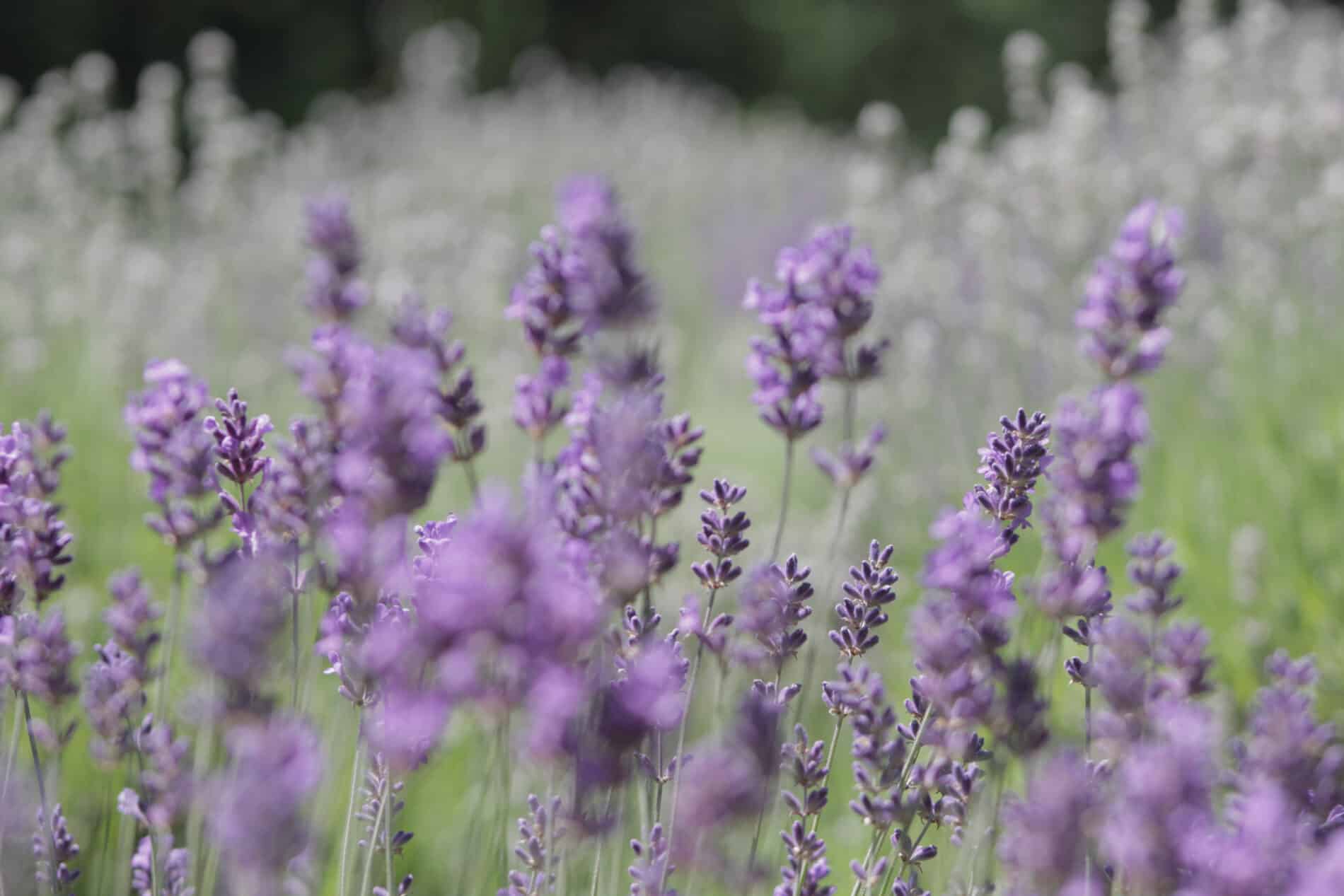 Olalla hosts lavender festival for the first time - Gig Harbor Now | A ...