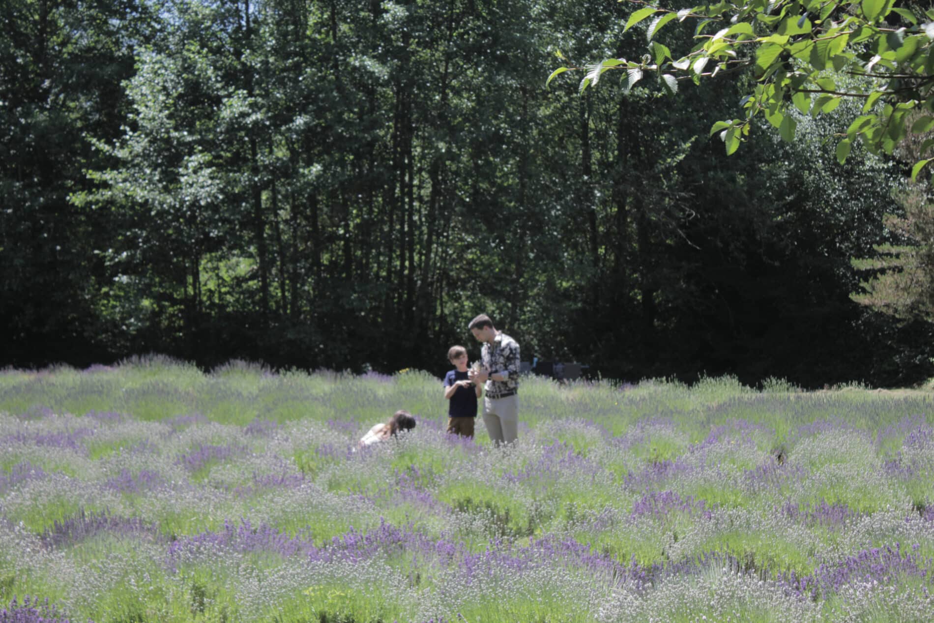 Olalla hosts lavender festival for the first time - Gig Harbor Now | A ...
