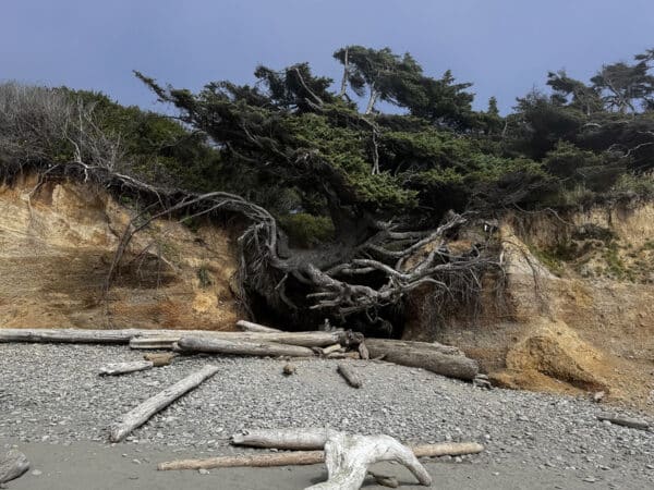 Day Tripper | Mermaids, the sea, and a tree - Gig Harbor Now | A ...