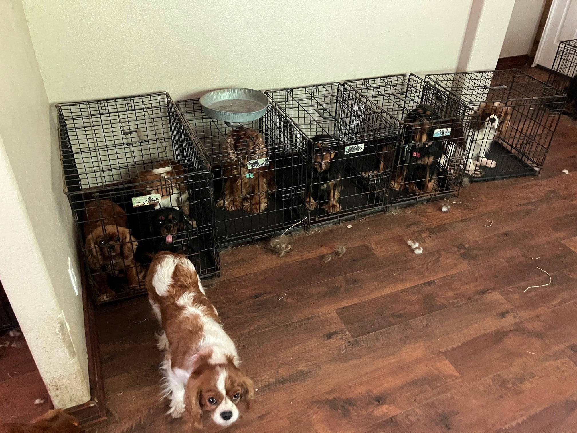 68 dogs seized from home in Lakebay - Gig Harbor Now | A hyperlocal ...