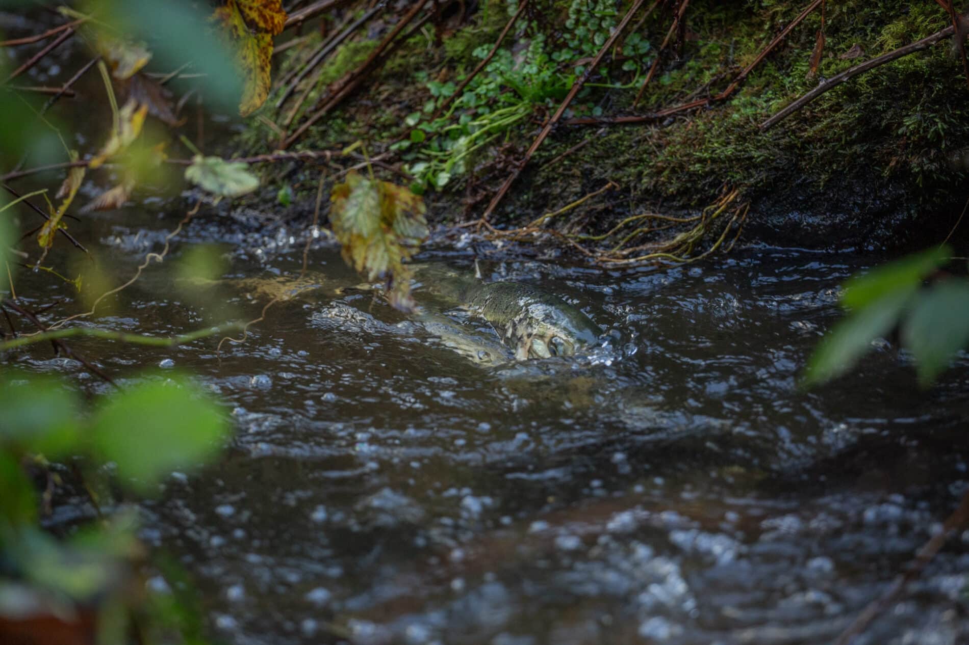 In photos: Mark Dickson Creek’s record-breaking chum run - Gig Harbor ...