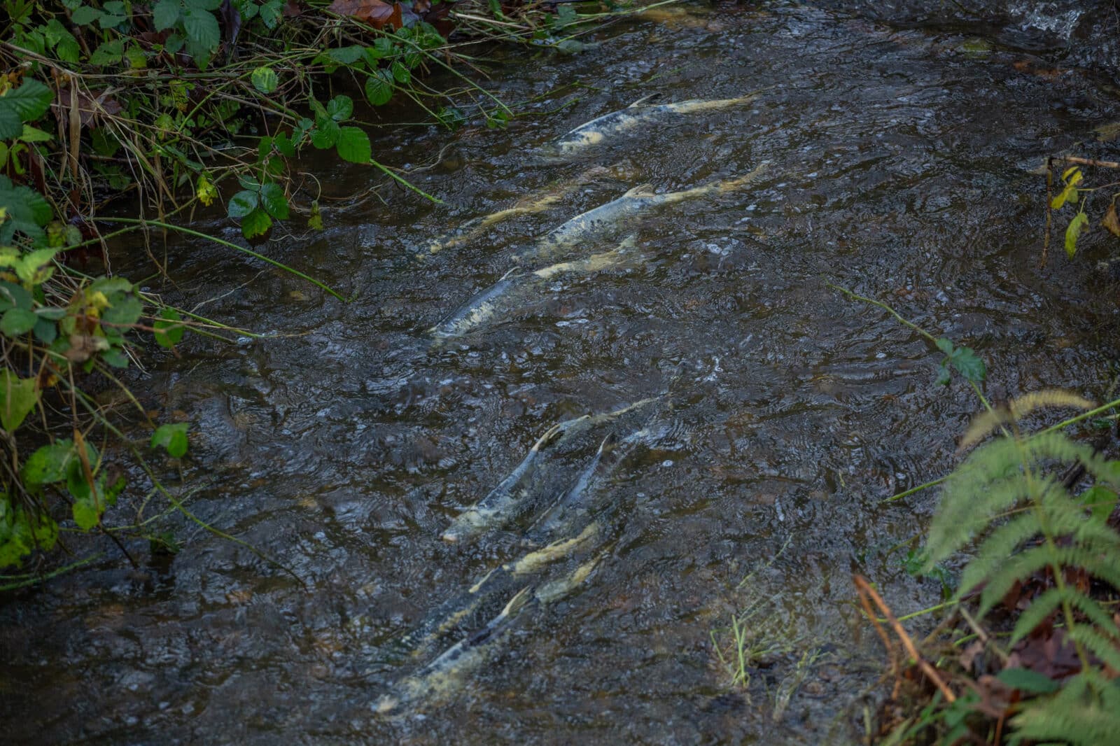 In photos: Mark Dickson Creek’s record-breaking chum run - Gig Harbor ...