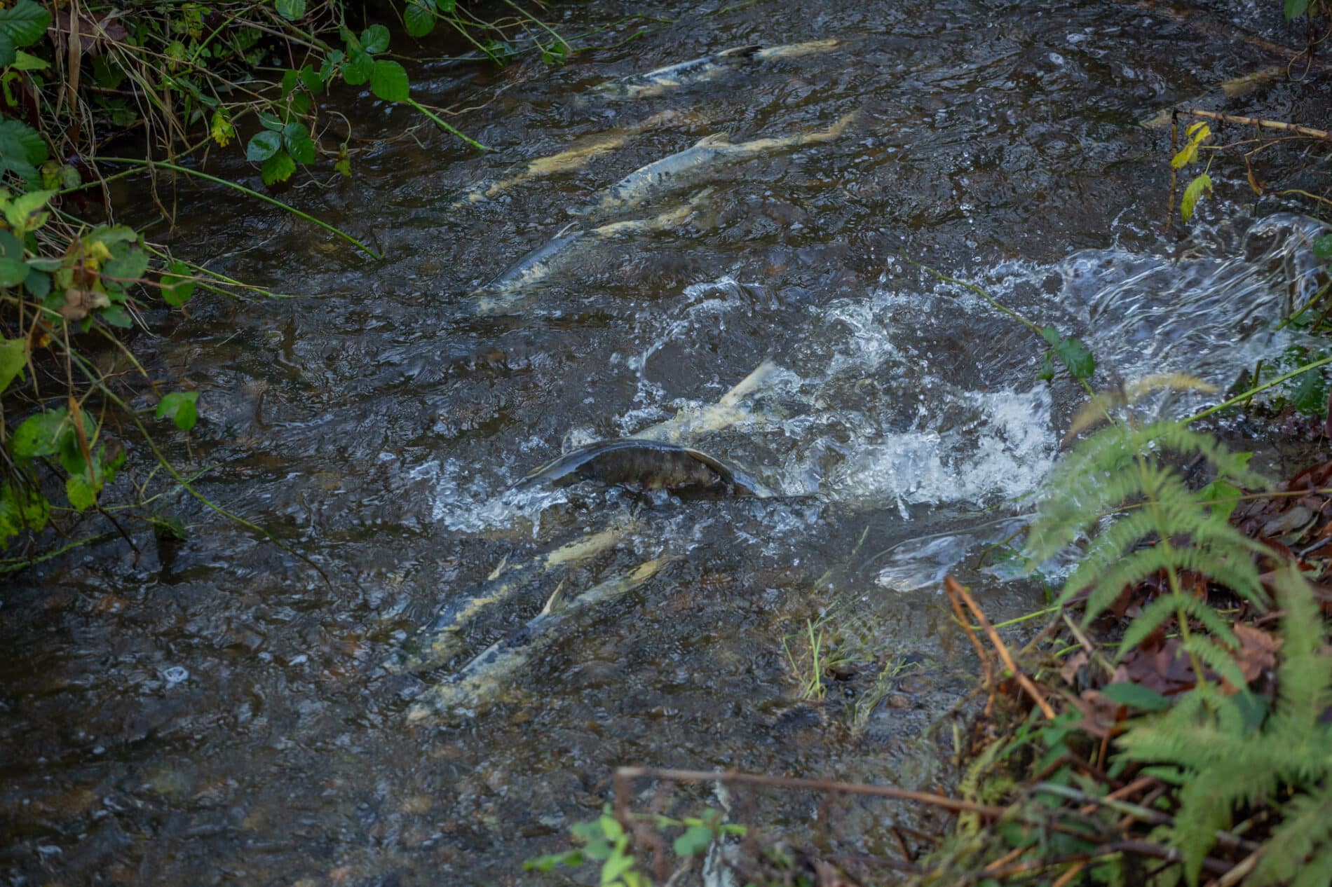 In photos: Mark Dickson Creek’s record-breaking chum run - Gig Harbor ...