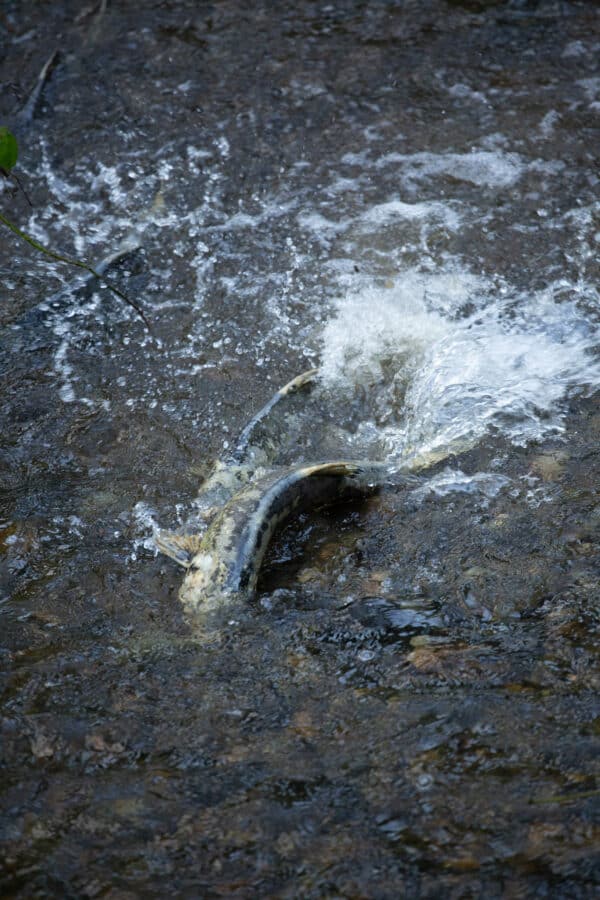 In photos: Mark Dickson Creek’s record-breaking chum run - Gig Harbor ...