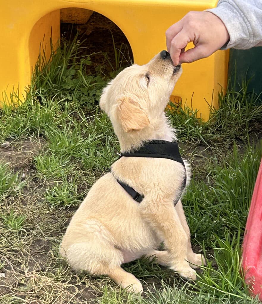 Prison Pet Partnership provides training for incarcerated women — and ...