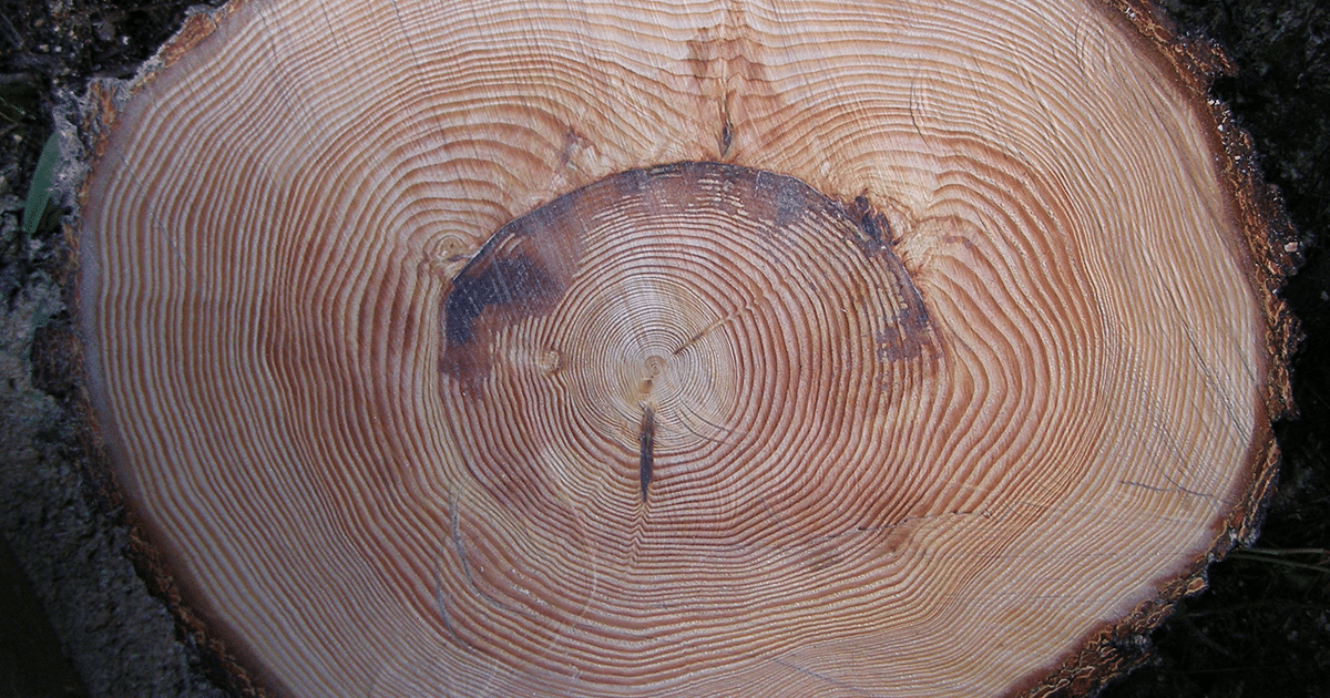 Gig Harbor Now and Then | Tree rings reveal many mysteries - Gig Harbor ...