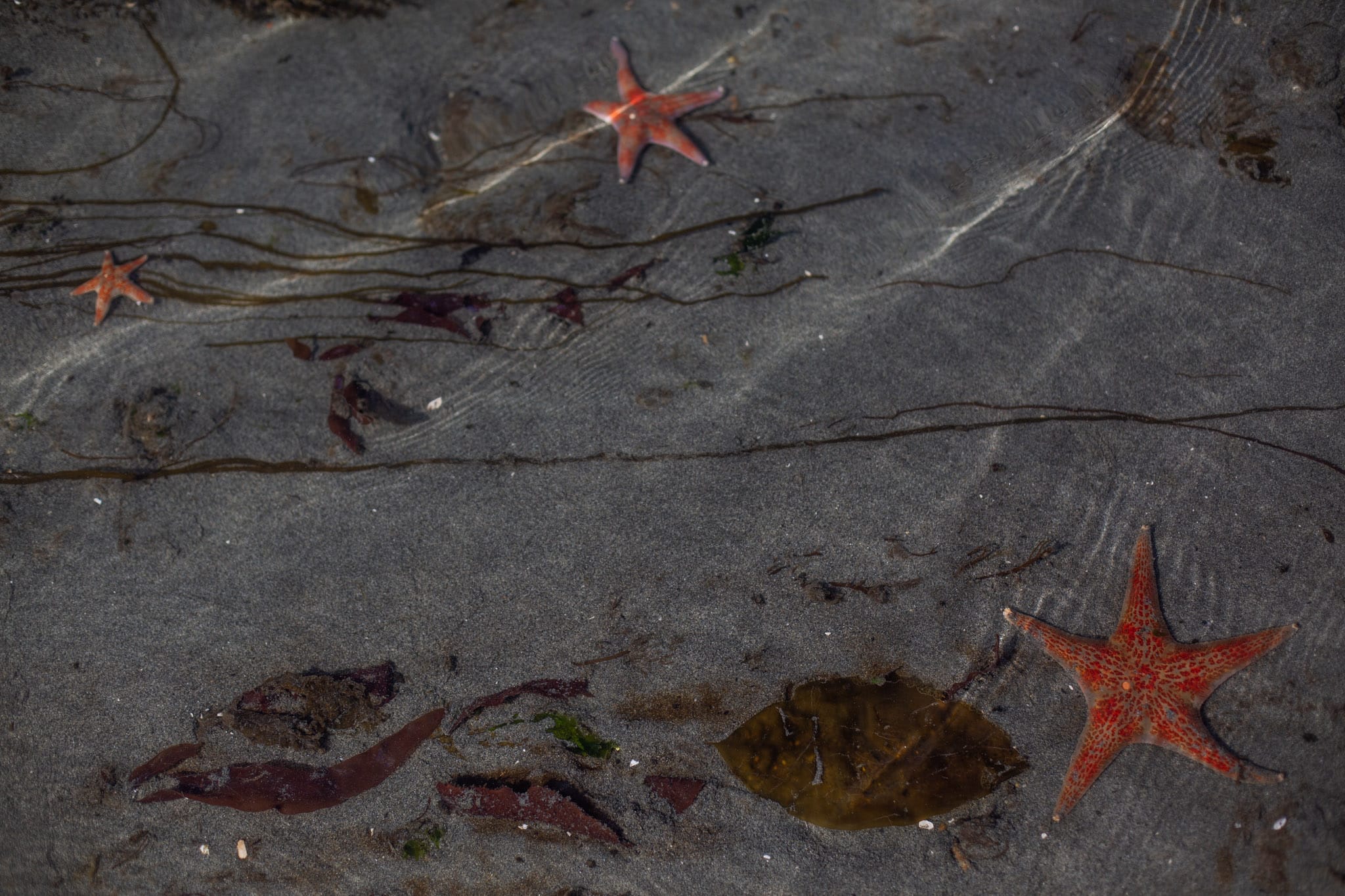 Photos: Low-tide walk at Tacoma DeMolay Sandspit Nature Preserve - Gig ...