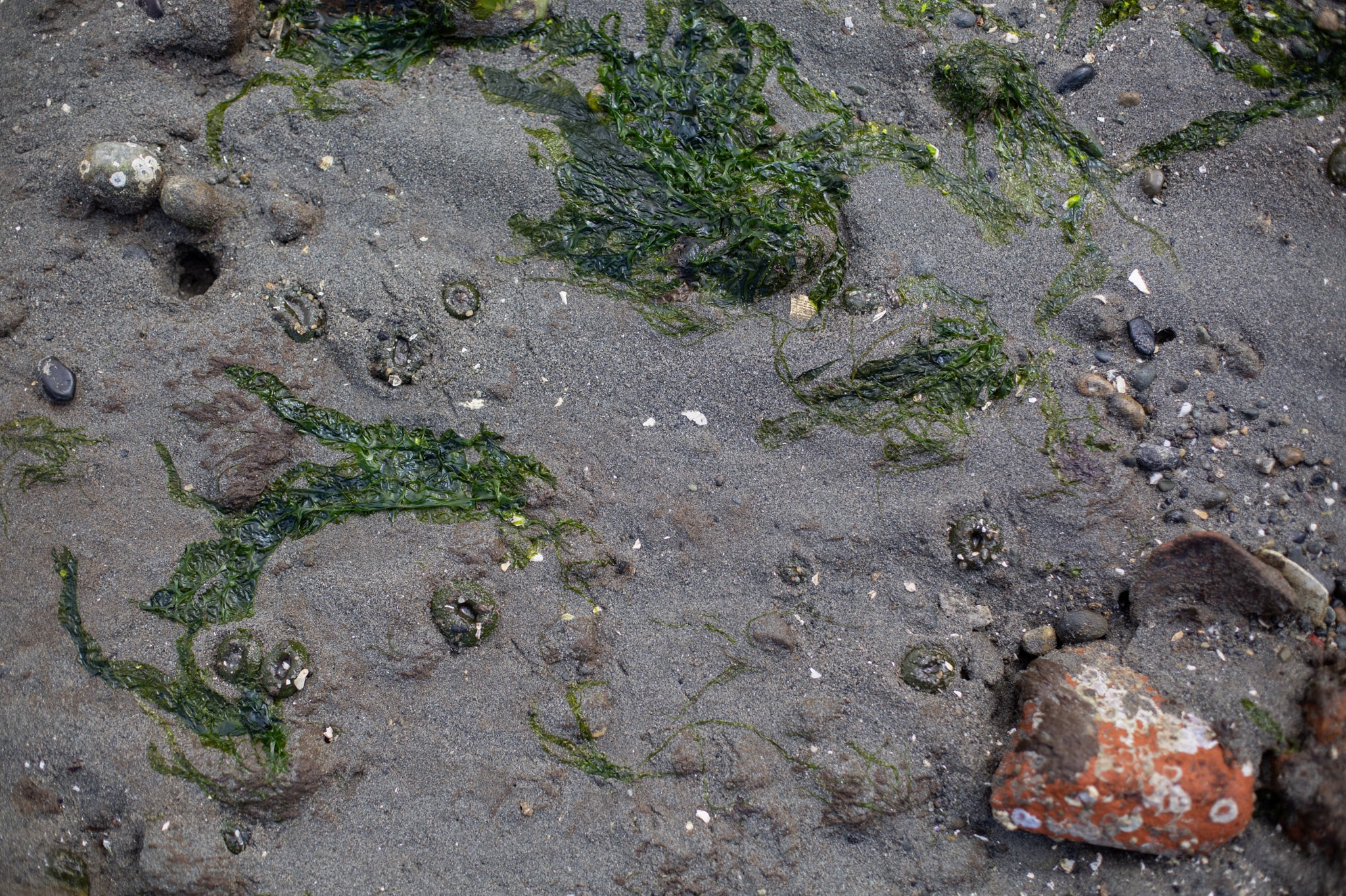 Photos: Low-tide walk at Tacoma DeMolay Sandspit Nature Preserve - Gig ...