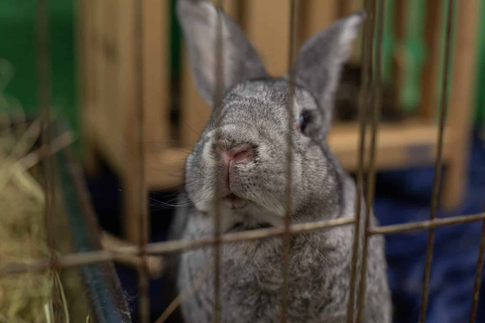 Rabbit Haven wants you to love bunny rabbits ... but not necessarily ...