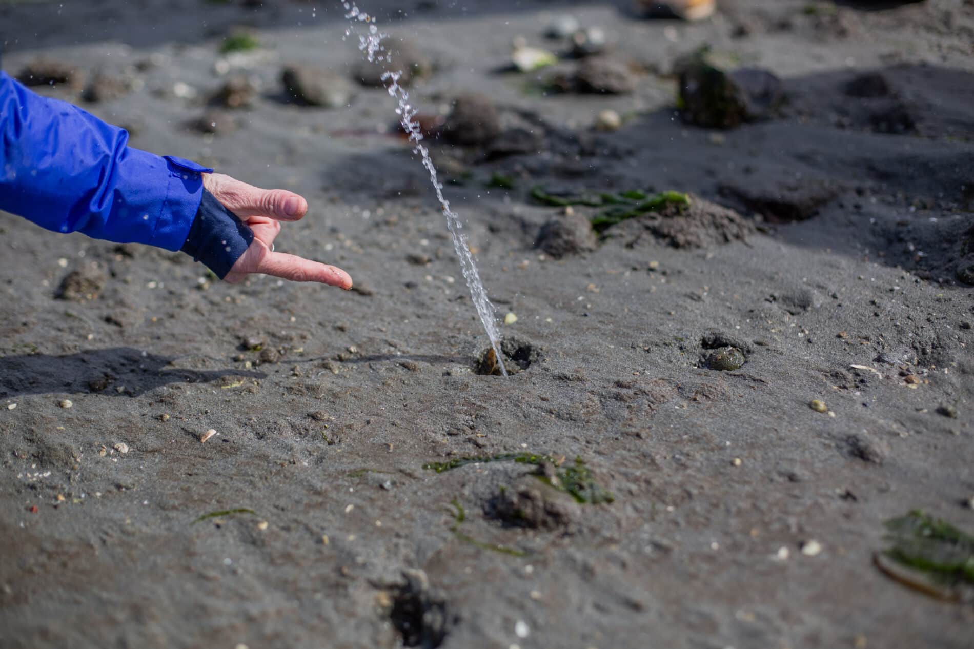 Photos: Low-tide walk at Tacoma DeMolay Sandspit Nature Preserve - Gig ...
