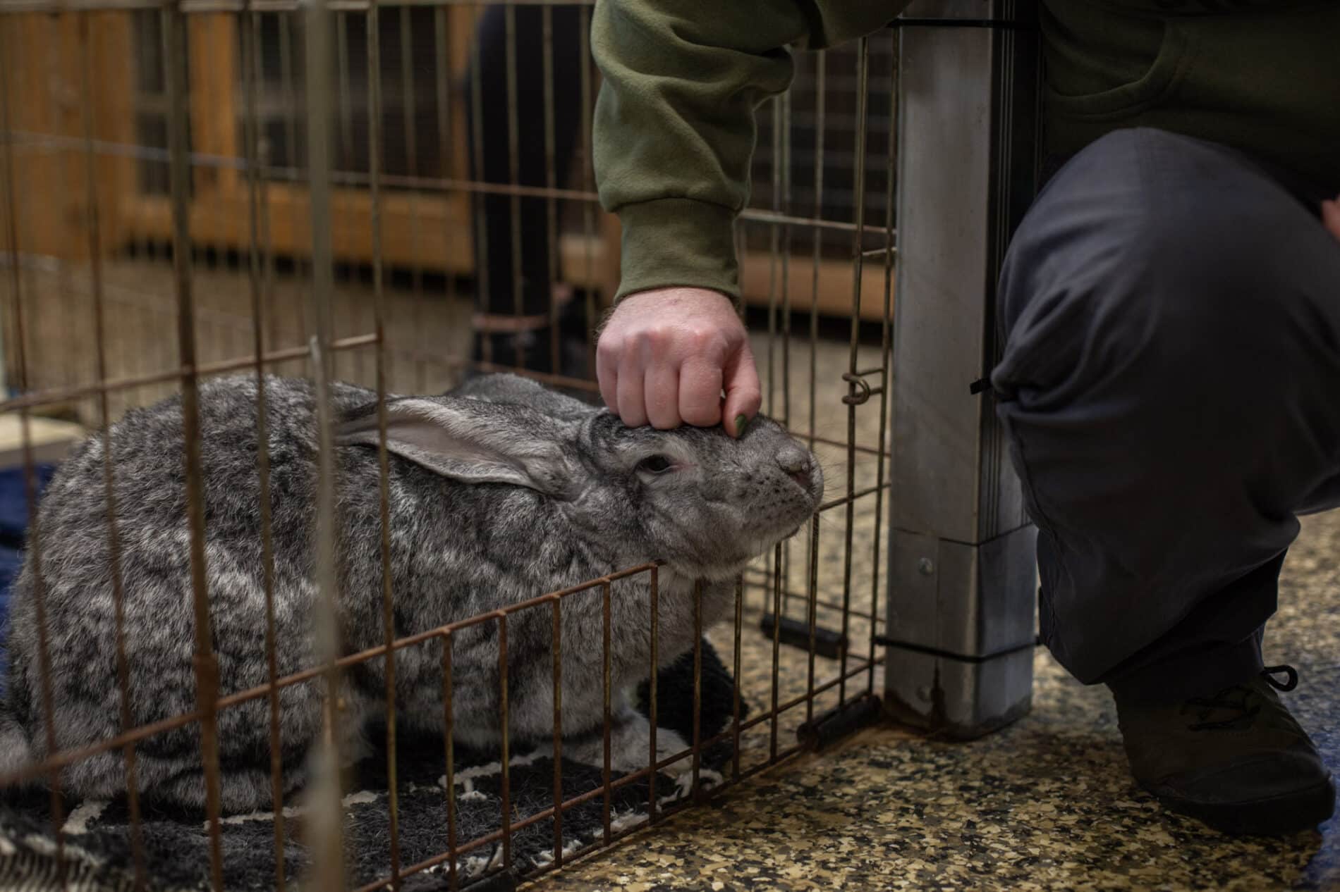 Rabbit Haven wants you to love bunny rabbits ... but not necessarily ...