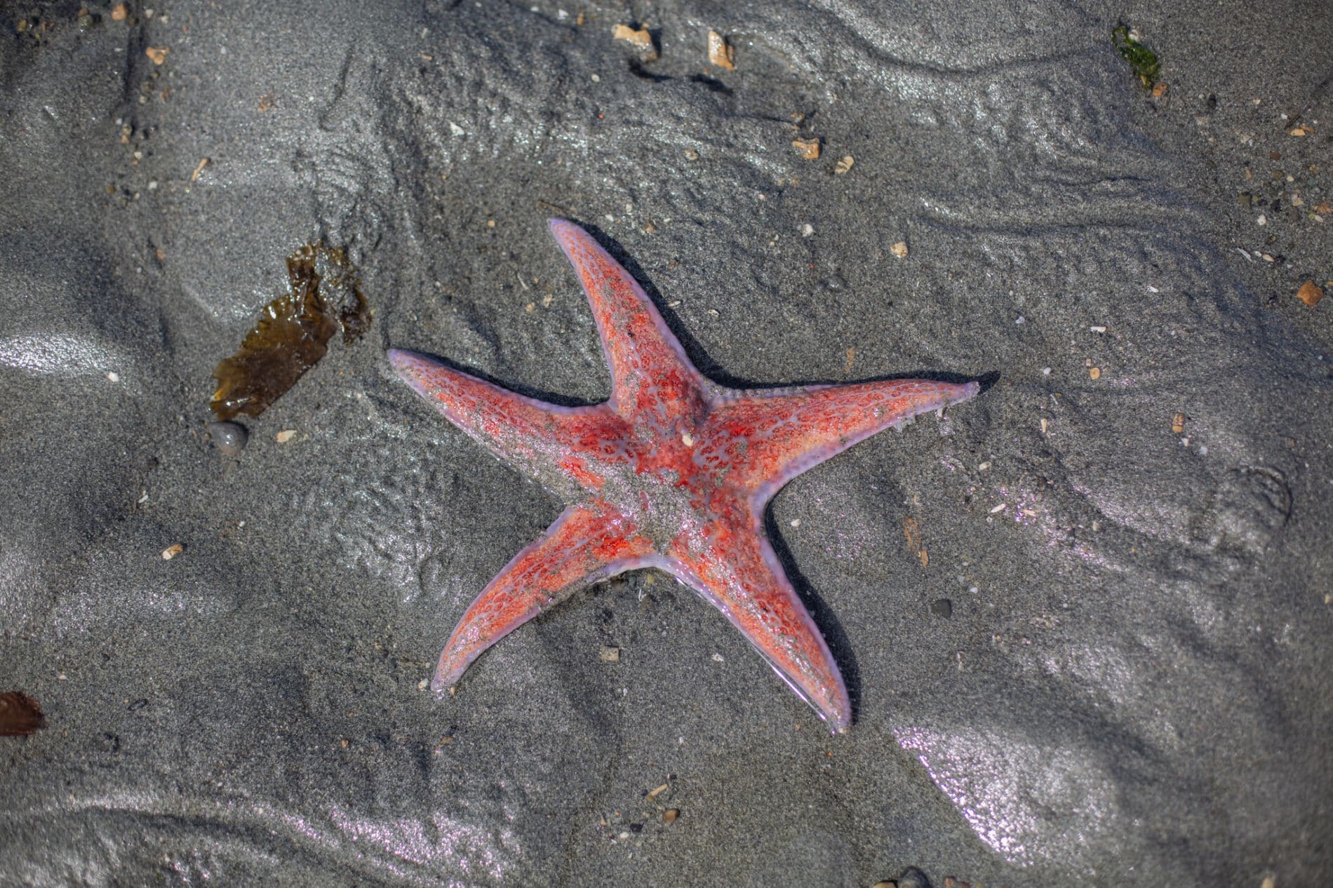 Photos: Low-tide walk at Tacoma DeMolay Sandspit Nature Preserve - Gig ...