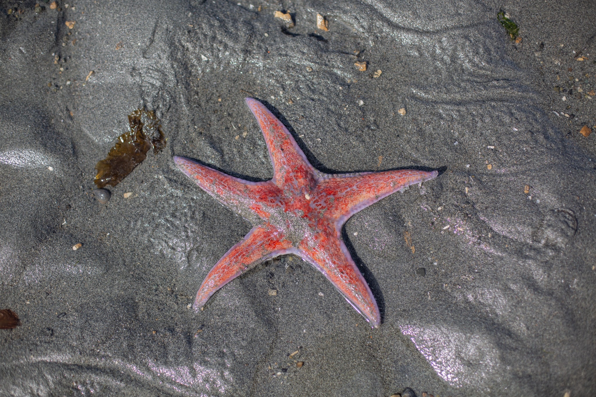 Photos: Low-tide walk at Tacoma DeMolay Sandspit Nature Preserve - Gig ...