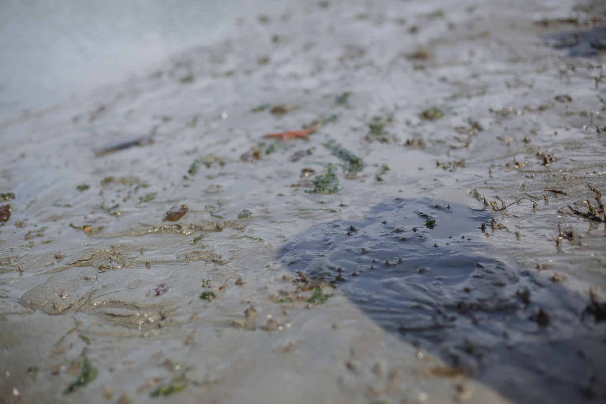 Photos: Low-tide walk at Tacoma DeMolay Sandspit Nature Preserve - Gig ...