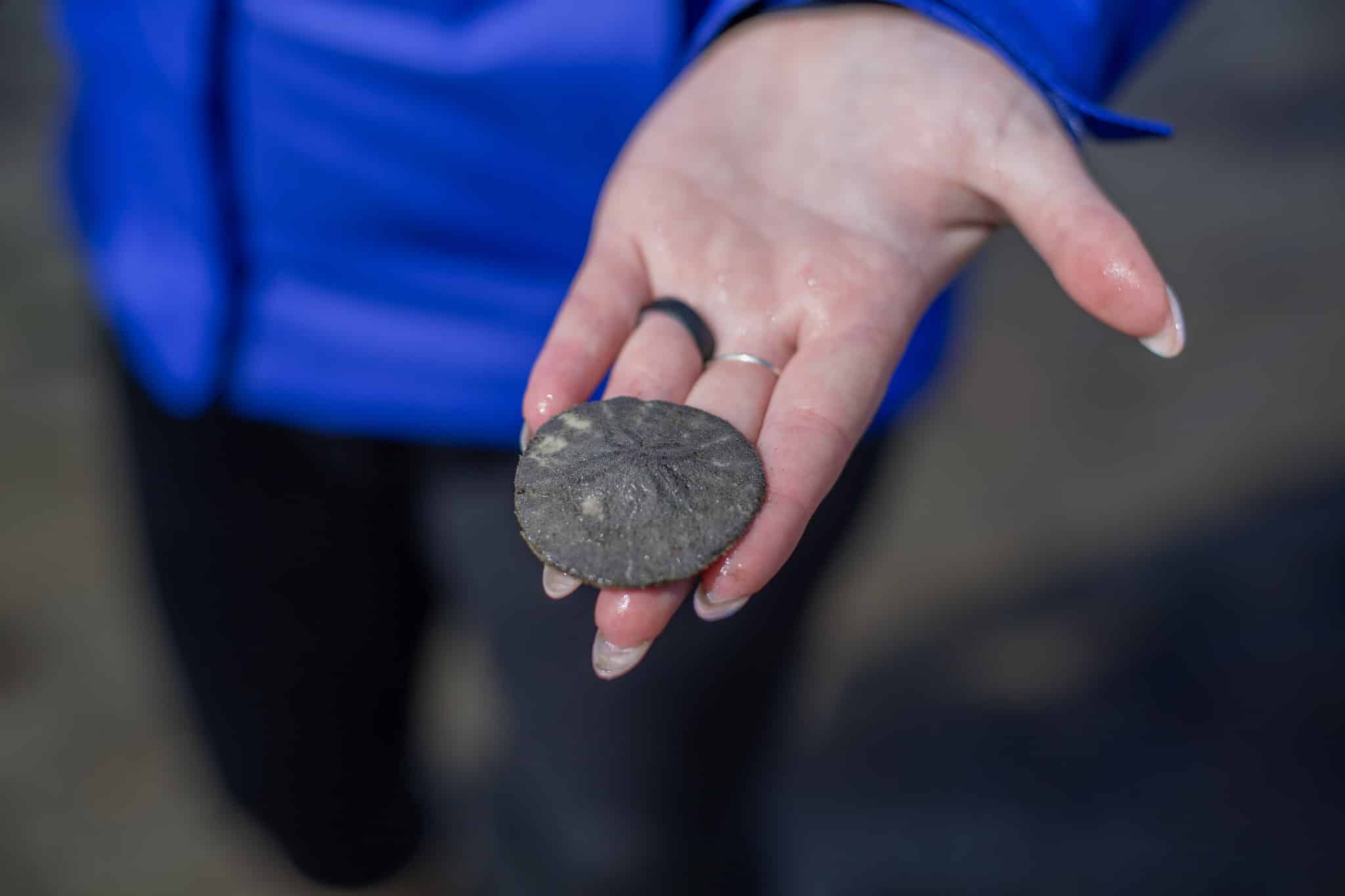 Photos: Low-tide walk at Tacoma DeMolay Sandspit Nature Preserve - Gig ...