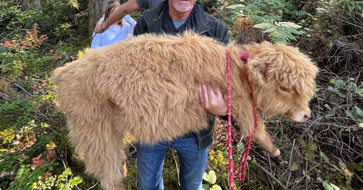 Massive hunt for a miniature cow results in Daisy May returning home ...