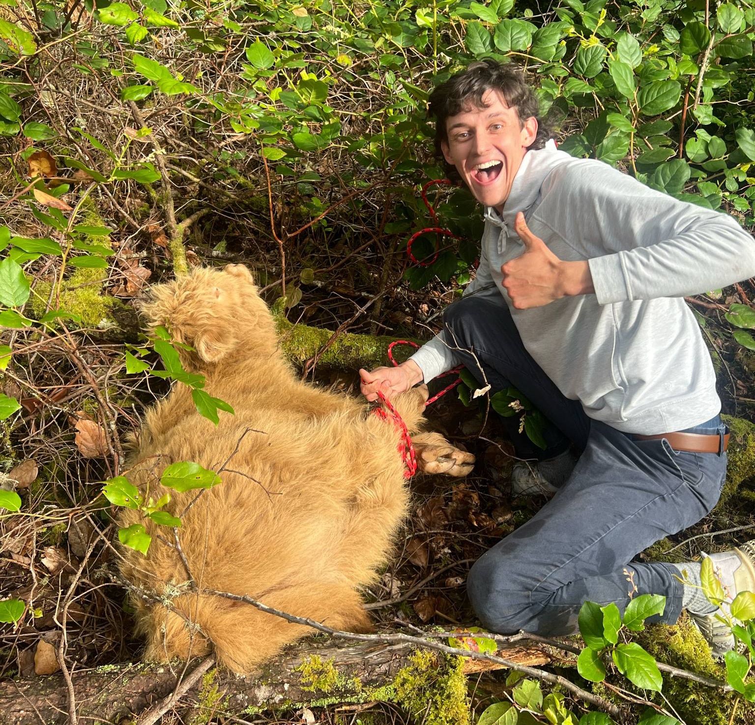 Massive hunt for a miniature cow results in Daisy May returning home ...