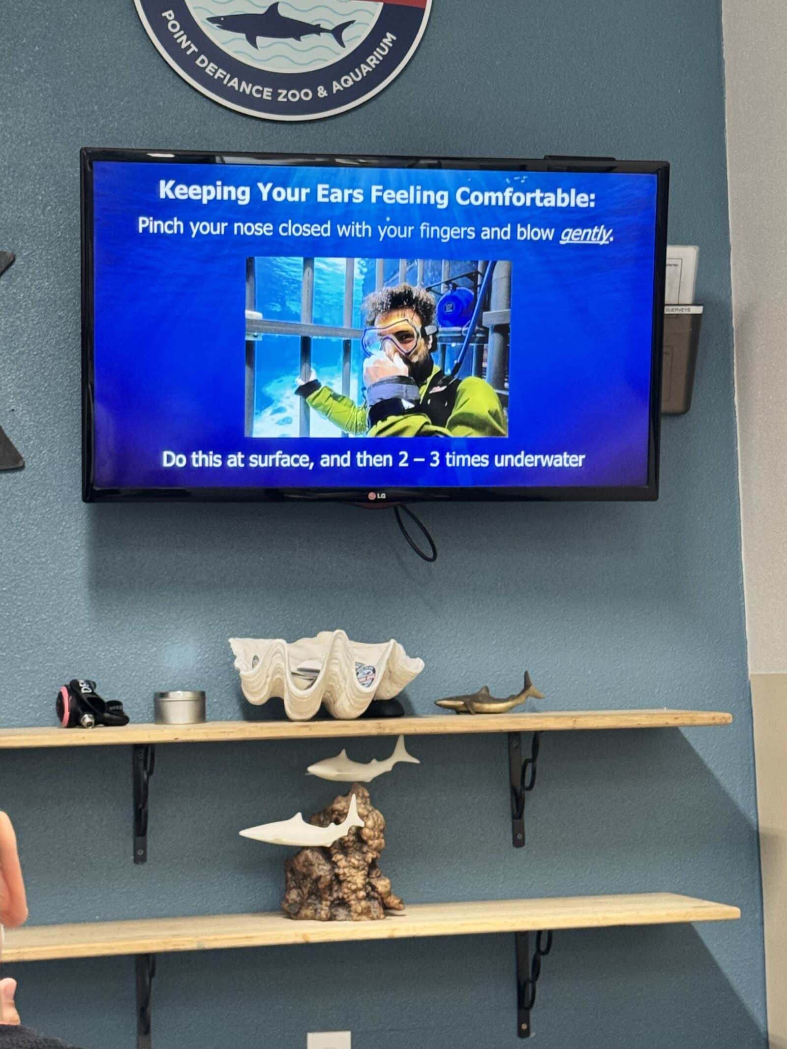 Two In Tow & On The Go: We dove with sharks. It was magical (and a ...