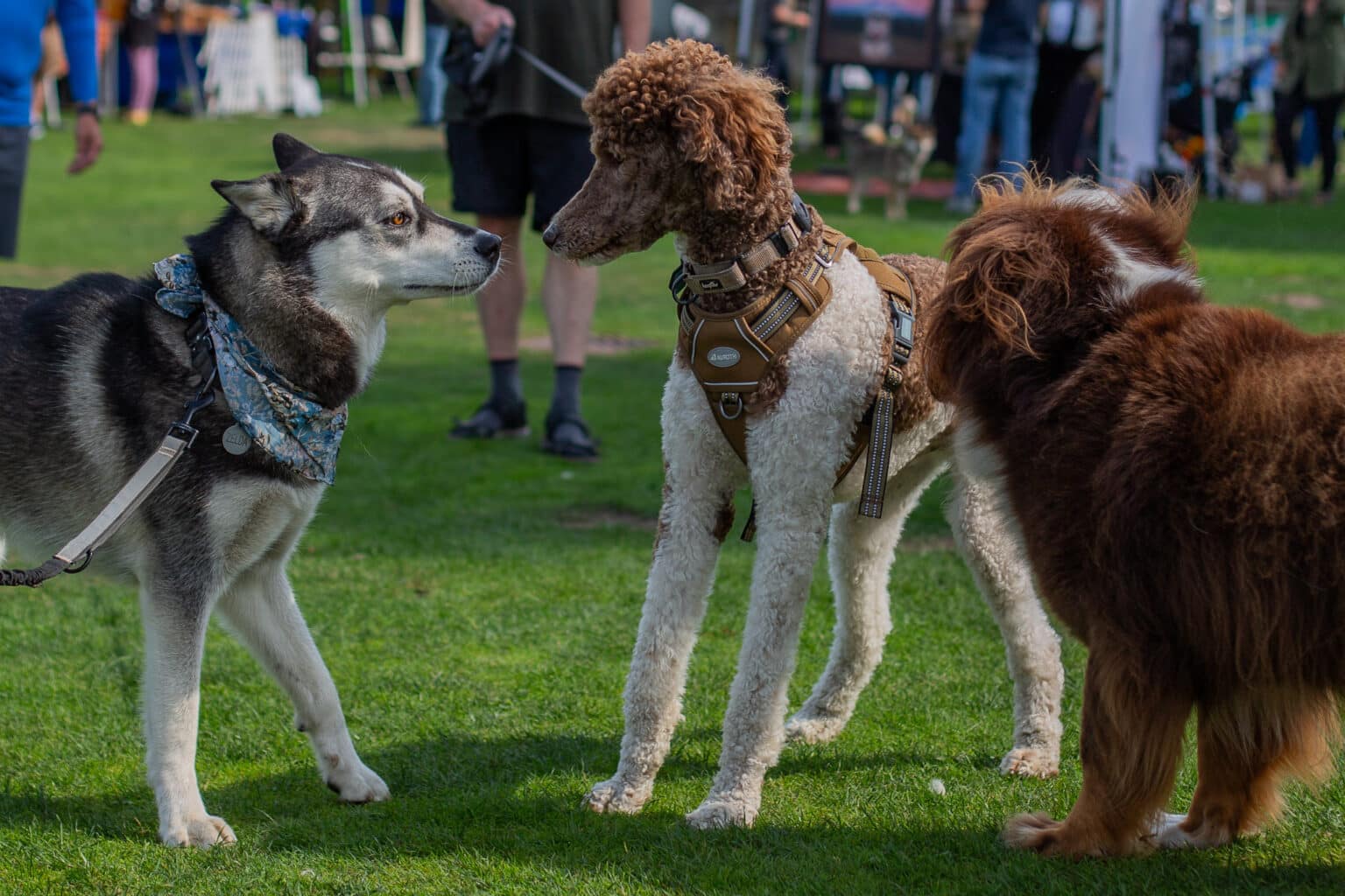 Sun comes out to play — and so do the dogs — at Harbor Hounds 2025 ...