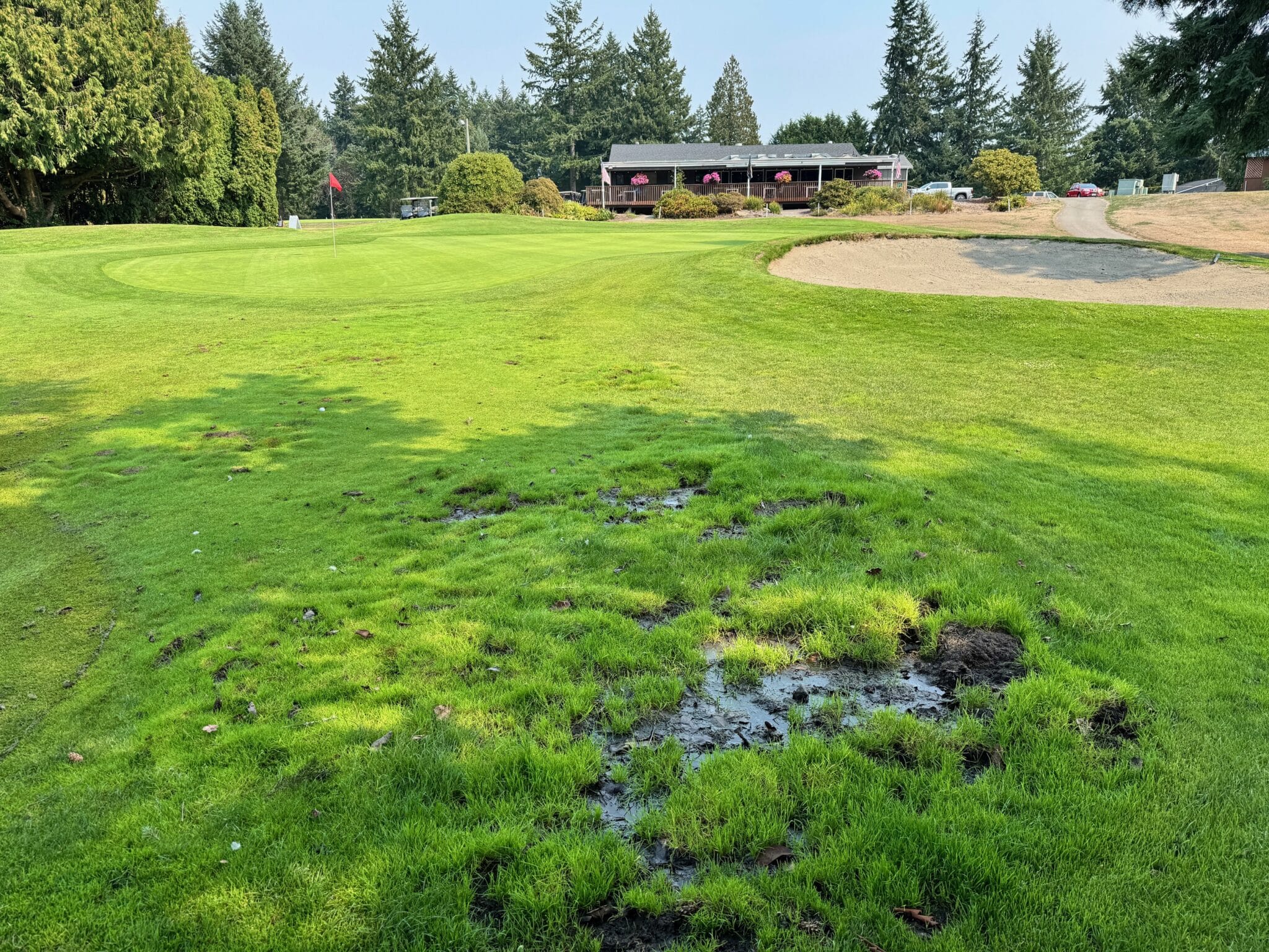 Letter to the Editor | Madrona maintenance is lacking - Gig Harbor Now ...