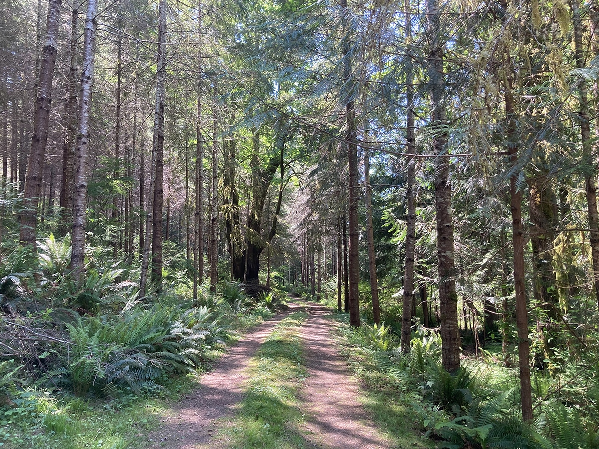 Great Peninsula Conservancy buys Butterfield Forest, adjacent to Sehmel ...