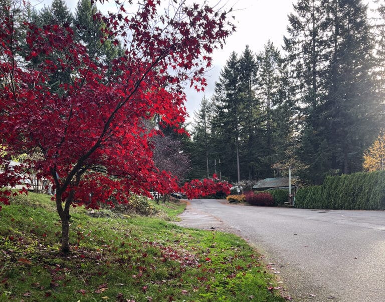 Being Neighborly | Keeping a neighborhood safe, one slippery leaf at a ...