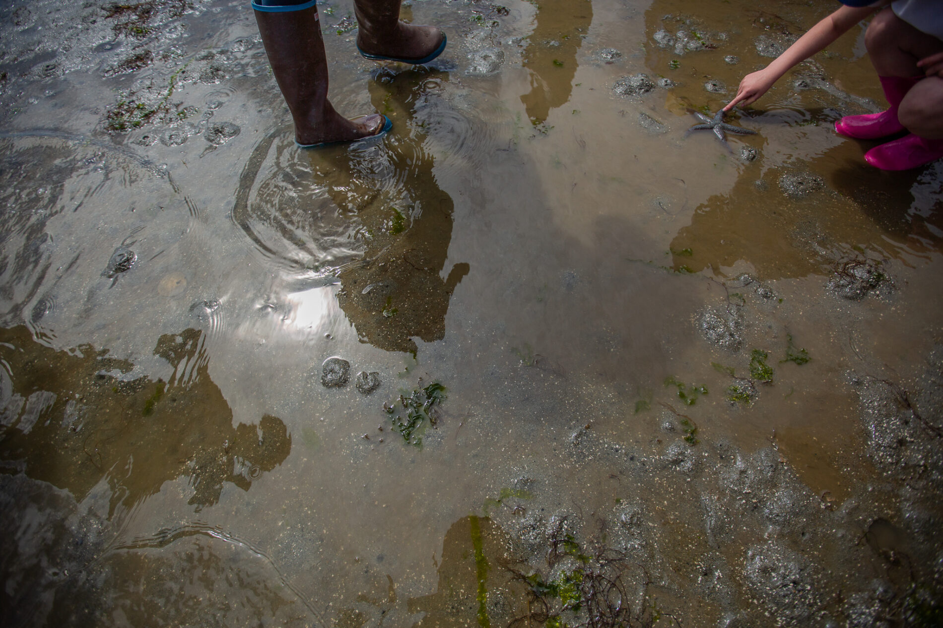 Low tides make for Purdy good marine life viewing at Purdy Spit - Gig ...