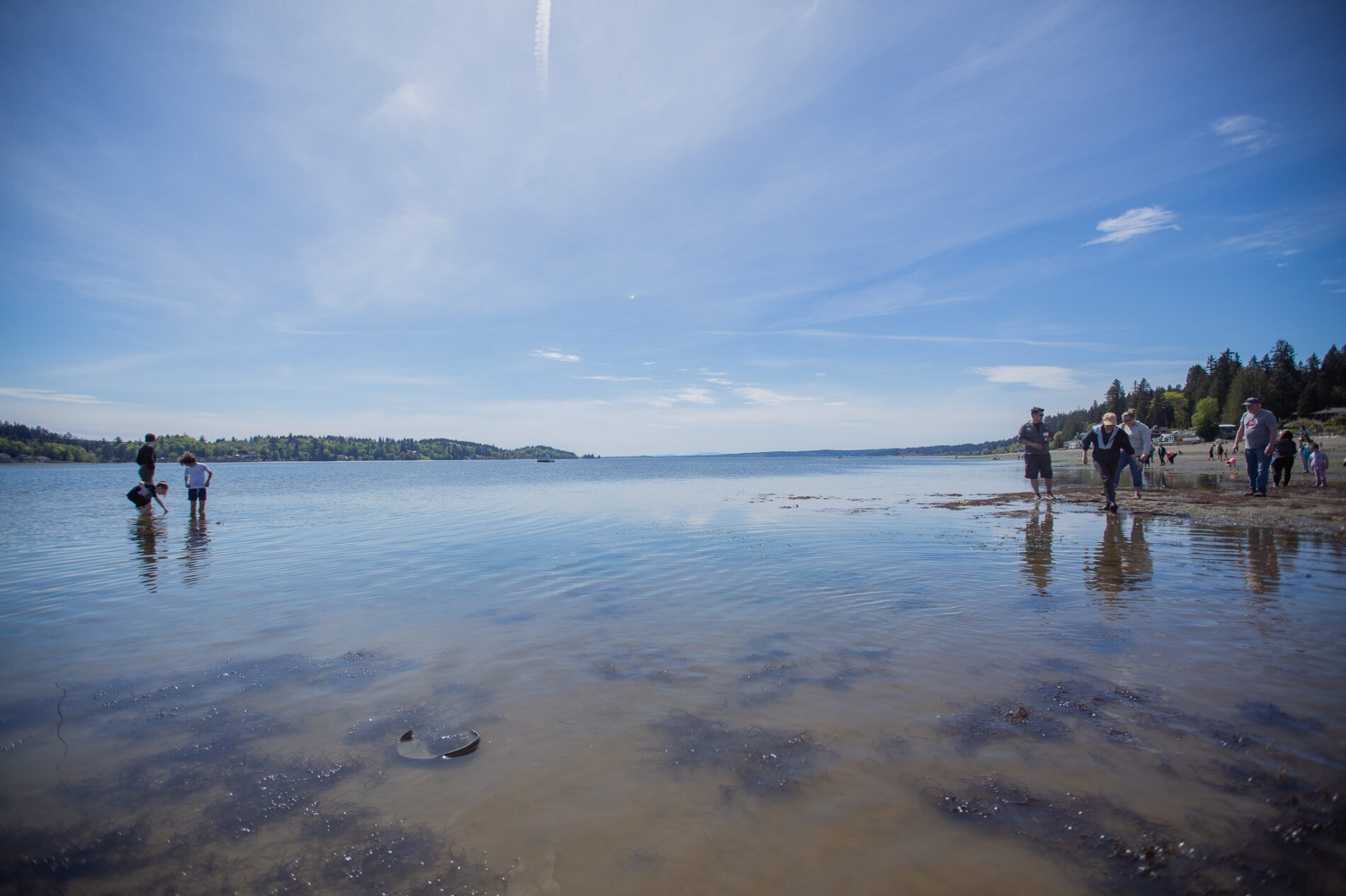 Low tides make for Purdy good marine life viewing at Purdy Spit - Gig ...