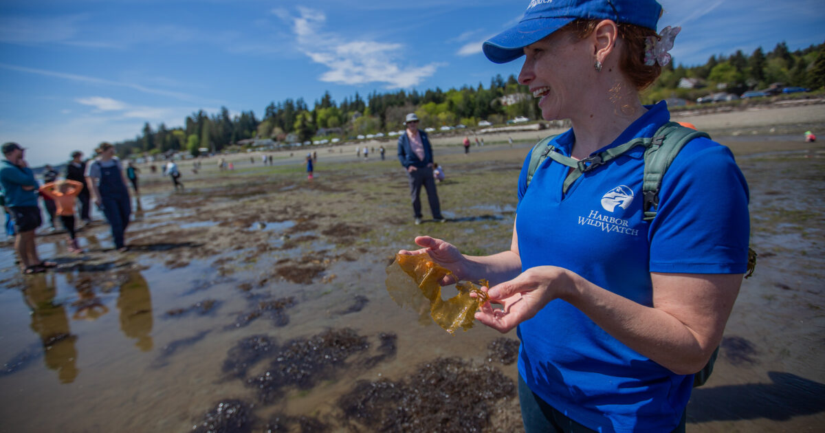 Low tides make for Purdy good marine life viewing at Purdy Spit - Gig ...